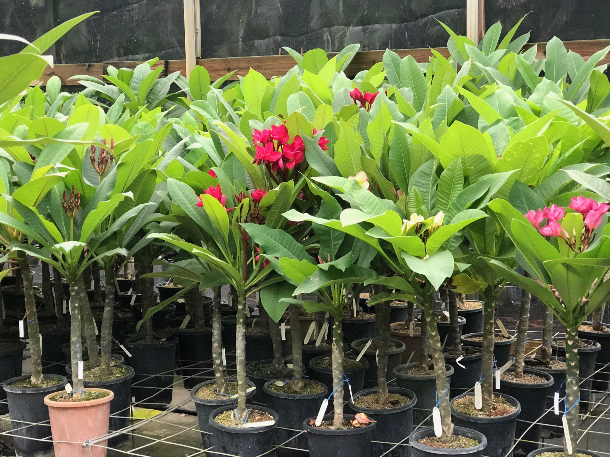 Coming Soon – Durham Botanicals